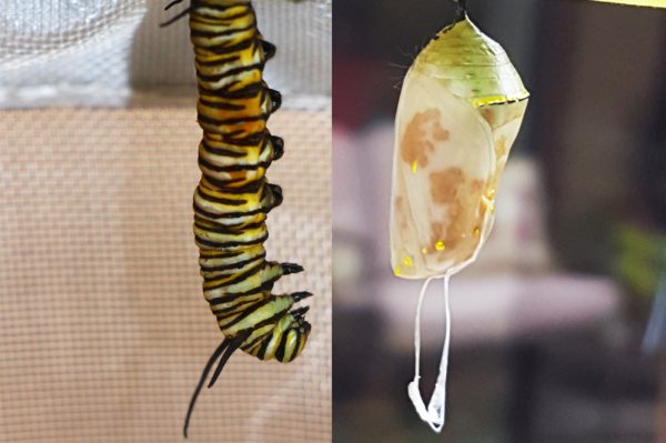 Habitats Protect Monarch Caterpillars from all Predators - Vanderlip.com