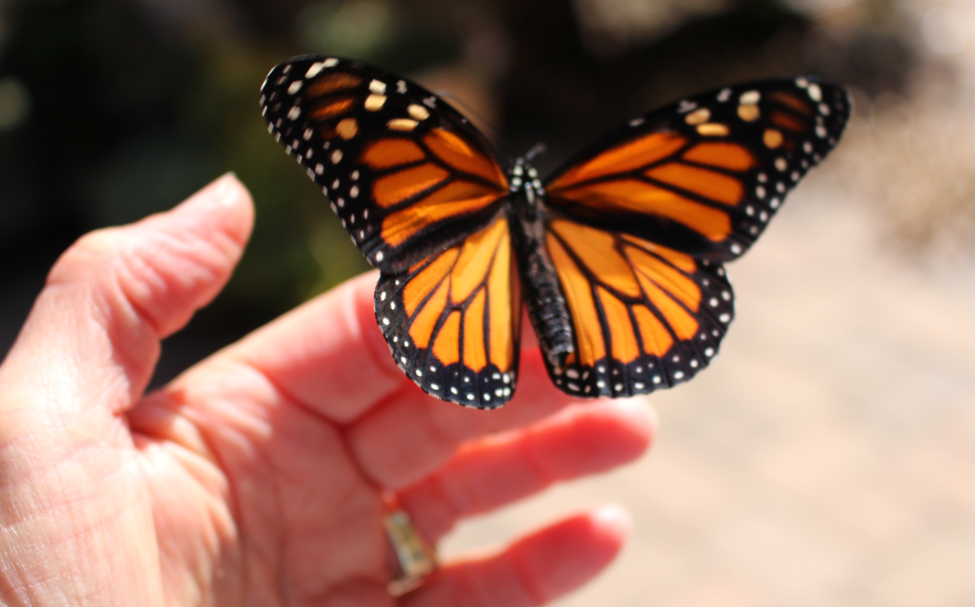 First Flight of Newborn Monarch Caterpillar - Vanderlip.com