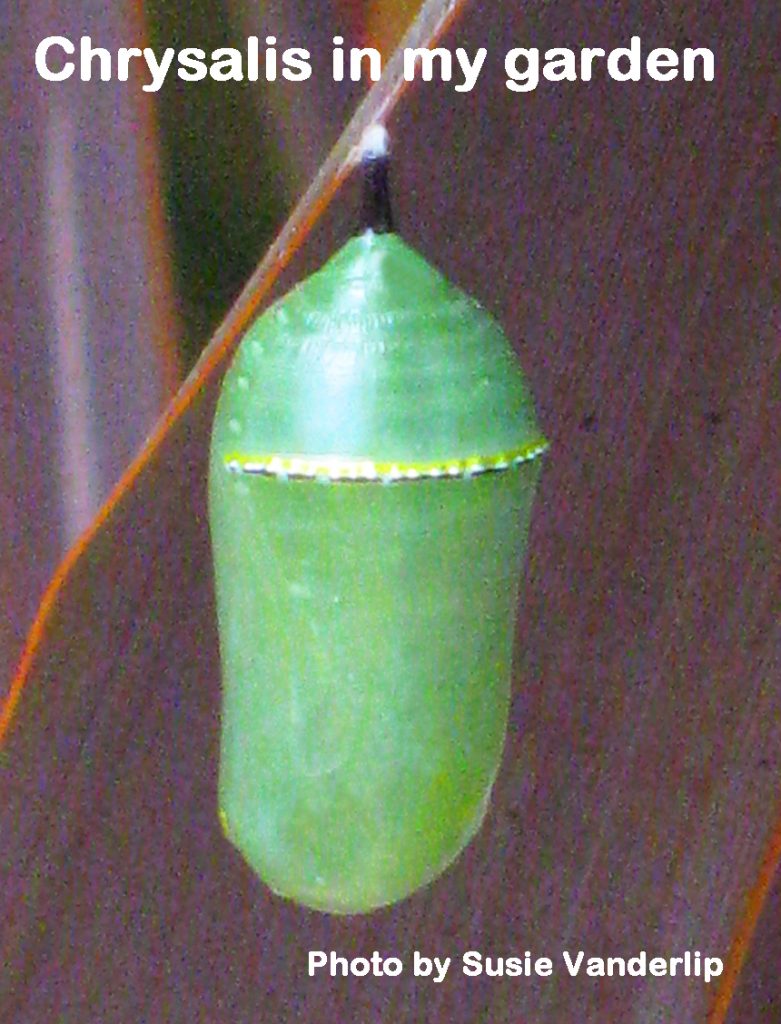 Monarch Butterfly Chrysalis Making a Chrysalis - Vanderlip.com