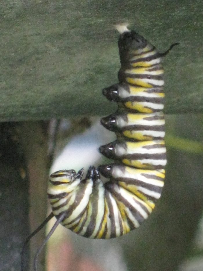 Monarch Butterfly Chrysalis Making a Chrysalis - Vanderlip.com