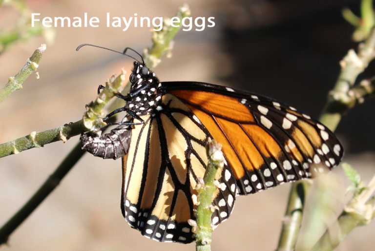 Monarch Butterfly Behaviors - Vanderlip.com