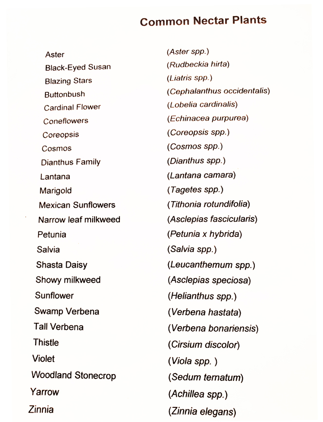 Nectar Plants for Western Monarchs - Vanderlip.com