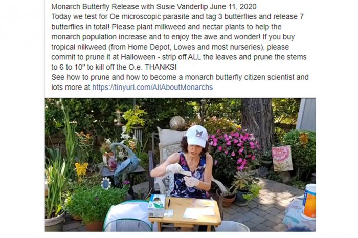 Monarch Butterfly Release - Thursday, June 11, 2020 - Testing for Oe ...