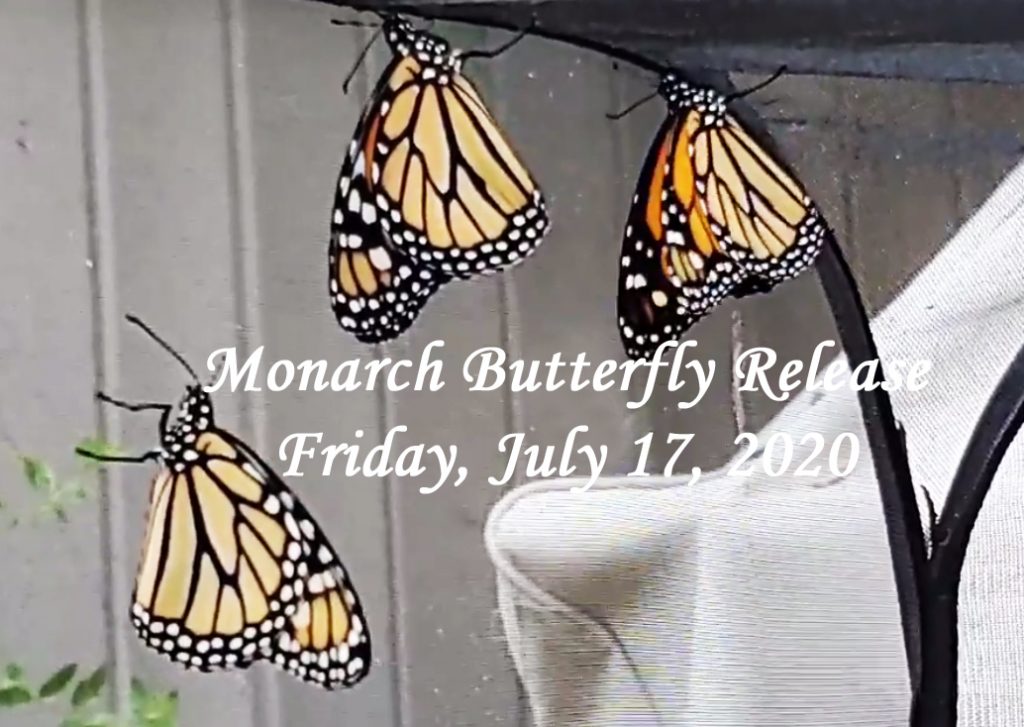 Monarch Butterfly Release - Friday, July 17, 2020 - Vanderlip.com