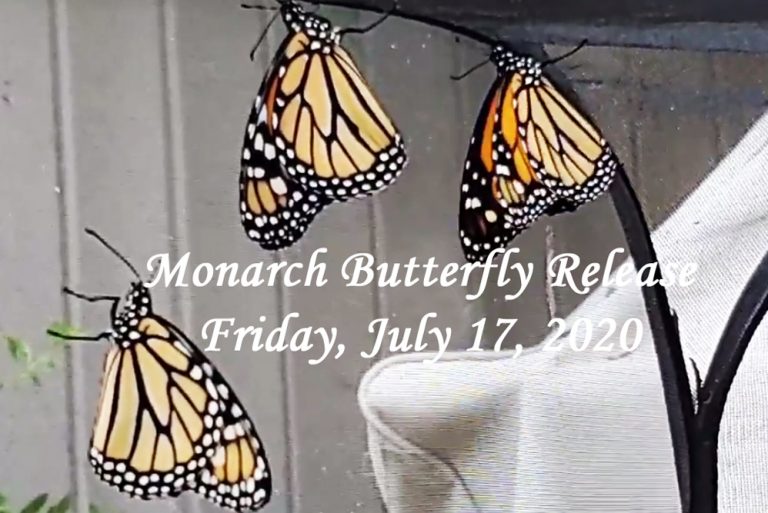 Monarch Butterfly Release - Friday, July 17, 2020 - Vanderlip.com