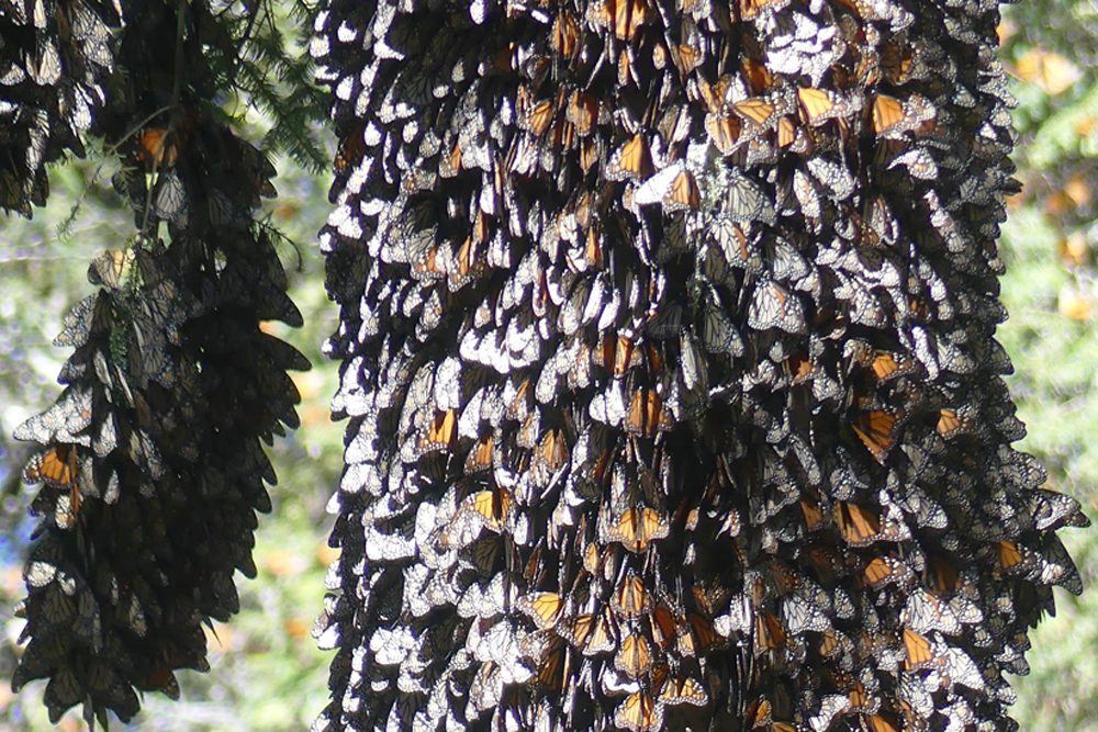 STUNNING Trip to Monarch Butterfly Overwintering Sites in Michoacán ...