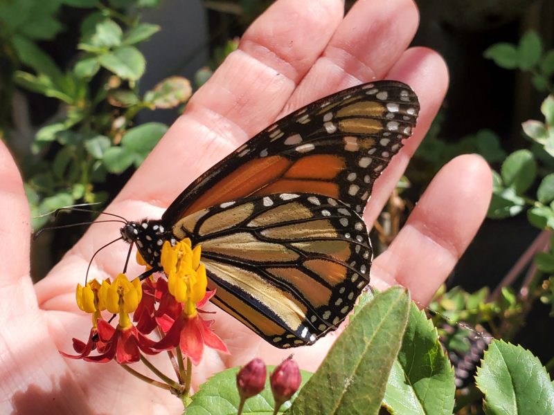 New Videos from Raising Monarchs April-July 2020 - Vanderlip.com