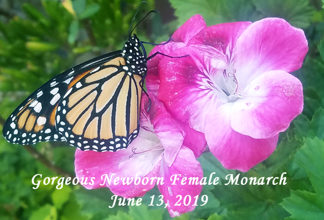YOU CAN HELP! 2021 RESTORE OUR MONARCHS - Vanderlip.com