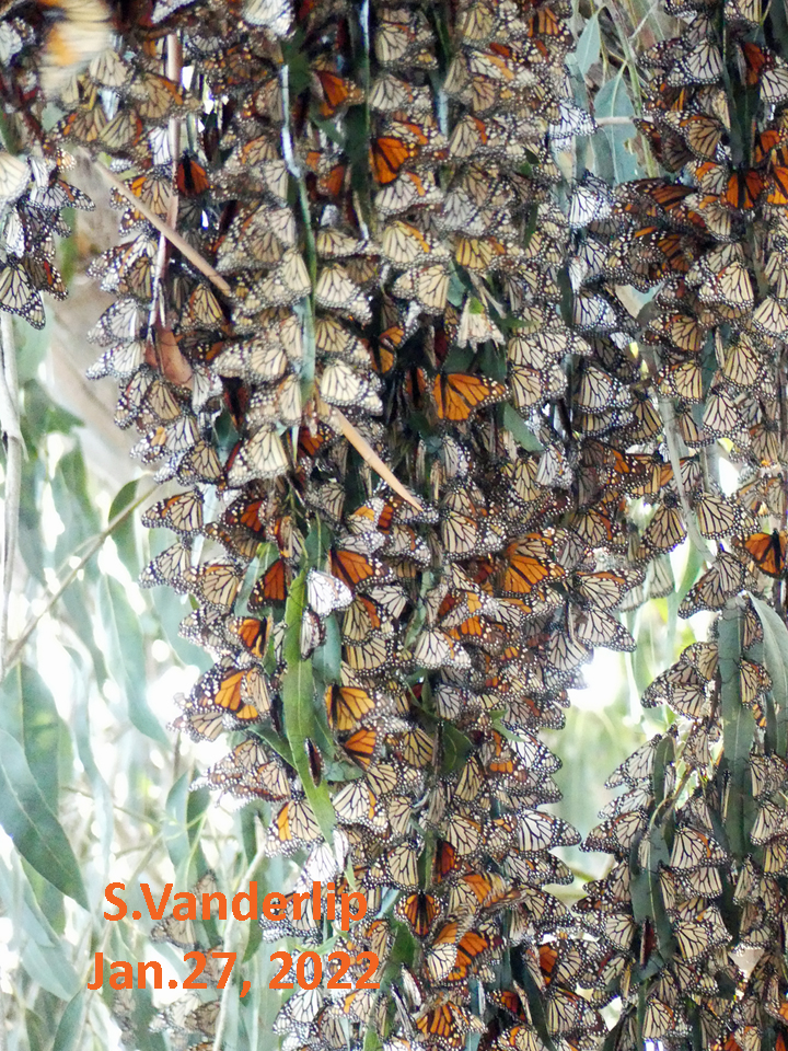 Overwintering Monarchs - Jan 27-28 2022 at Pismo State Beach Monarch ...
