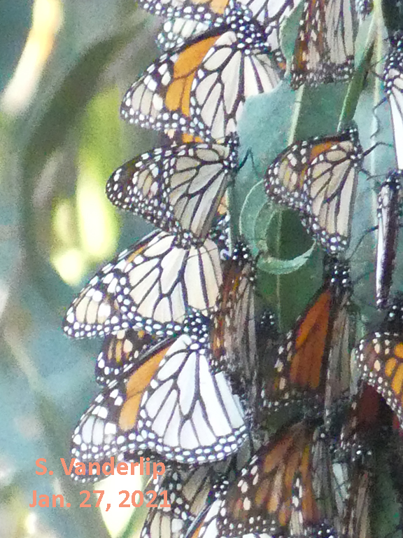 Overwintering Monarchs - Jan 27-28 2022 at Pismo State Beach Monarch ...